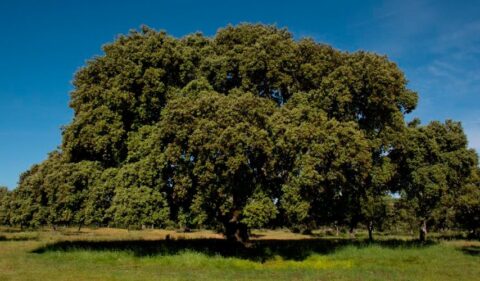 Comprar leña de encina en Madrid - Carbones Saiz